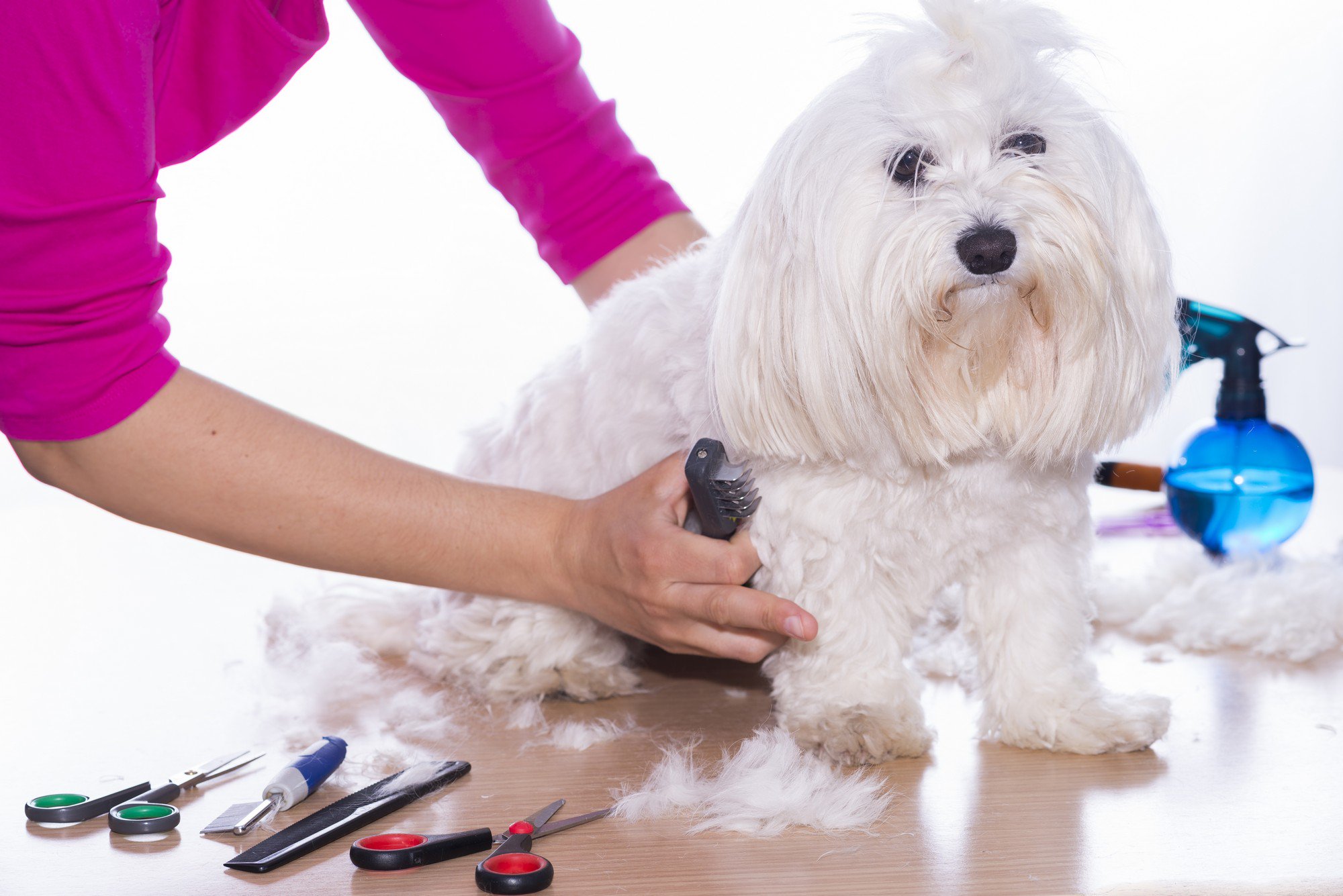 One Stop Destination For Dog Grooming In Townsville Bushland Beach One Stop Destination For Dog Grooming In Townsville Bushland Beach